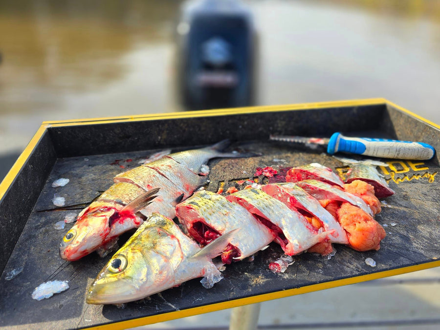 Fat Fish Designz – Fat Fish Designz